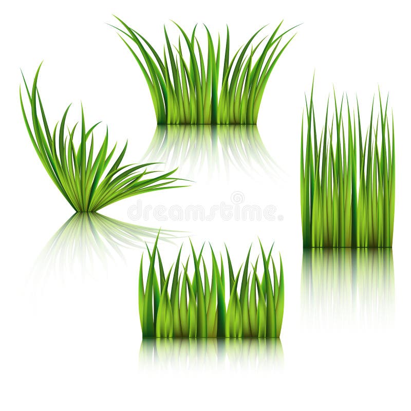 Fragments of the Green Grass on White. Stock Vector - Illustration of ...
