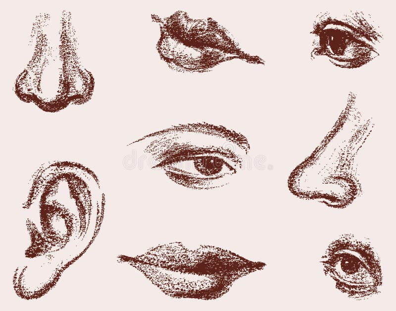 Fragments of the Human Face Stock Vector - Illustration of female ...