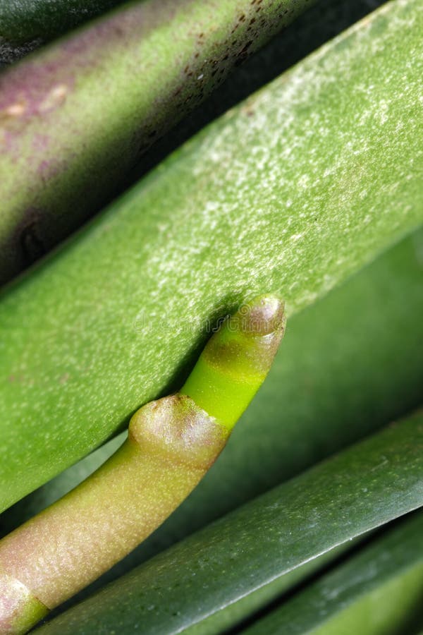 Fragments of the Root System of Orchid Stock Image - Image of branch ...