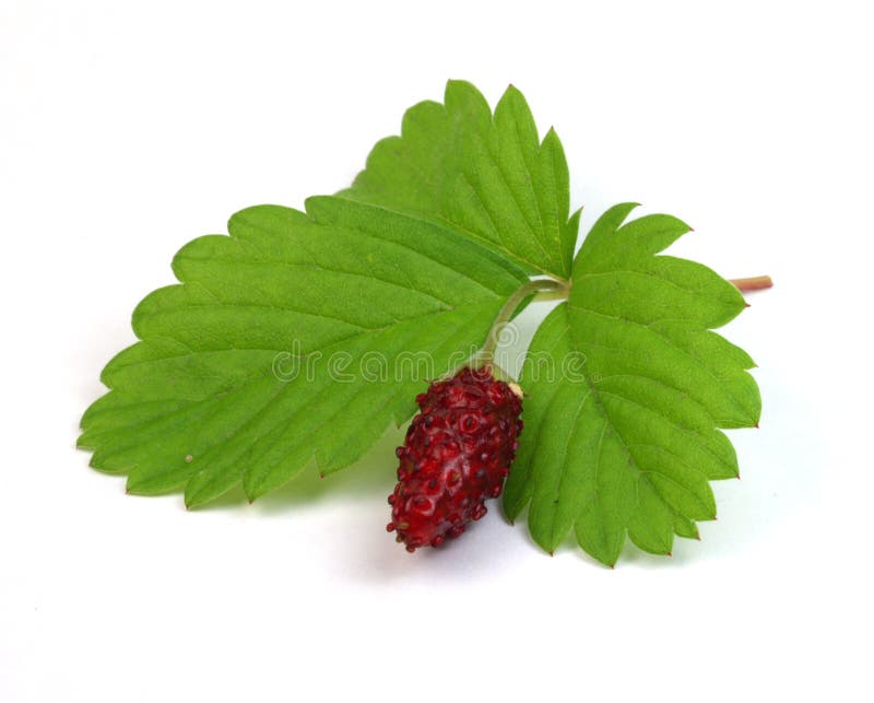 Fiore Della Fragola Di Bosco Con Il Primo Piano Bianco Dei Petali ...