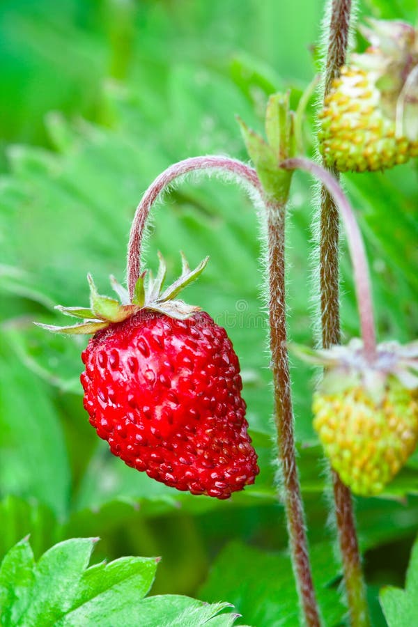 Fragola immagine stock. Immagine di benissimo, pranzo - 14821671