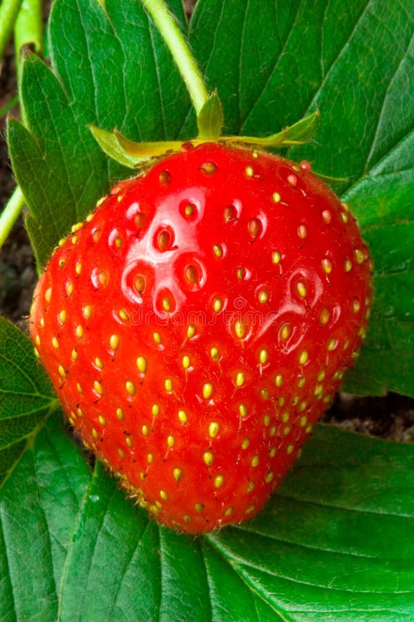 Fragola immagine stock. Immagine di maturo, drogheria - 19151107