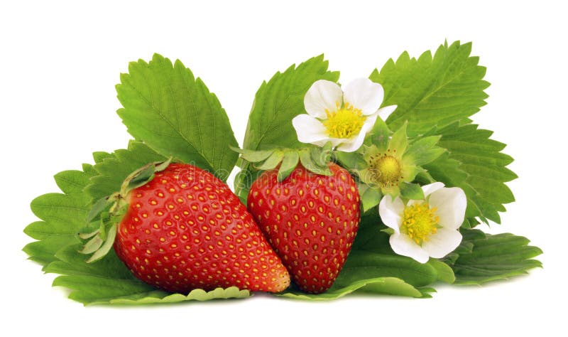 Fragola fotografia stock. Immagine di bacca, alimento - 31296314
