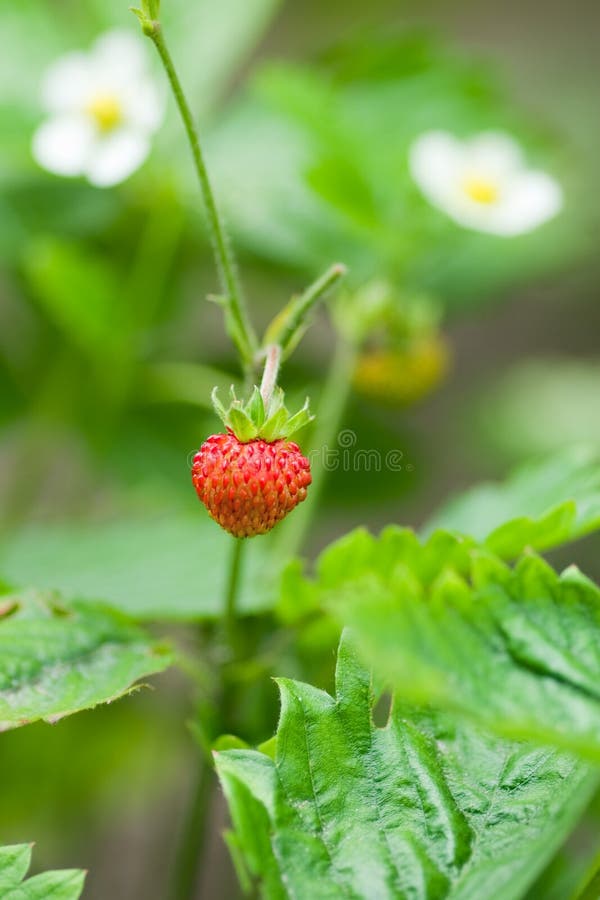 Fragola fotografia stock. Immagine di organico, dolce - 9908030