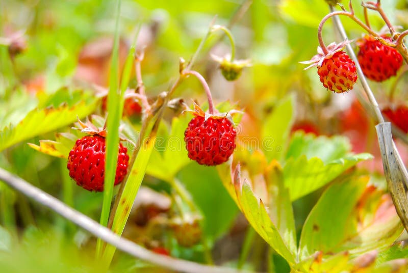 Fragola Di Bosco Matura Su Un Ramoscello Nell'erba Verde Fotografia ...