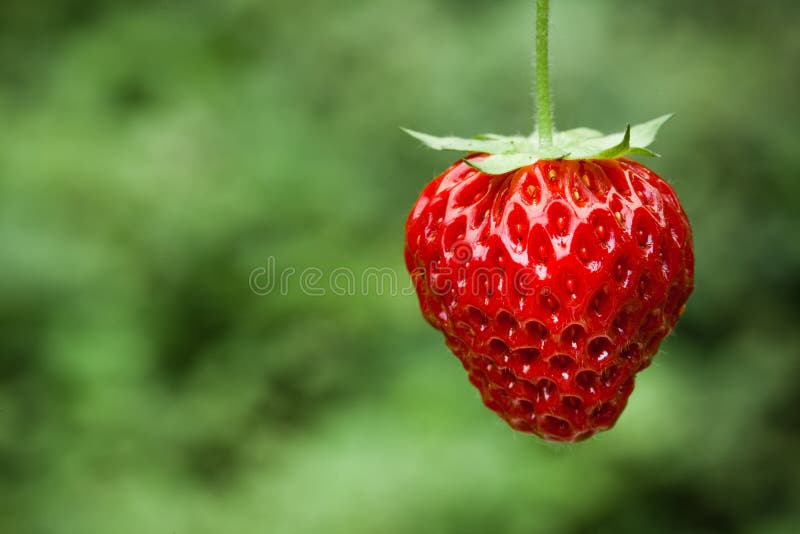 Fragola fresca immagine stock. Immagine di semplice, piacevole - 23213837