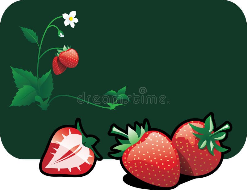 Fragole illustrazione vettoriale. Illustrazione di isolato - 5497920