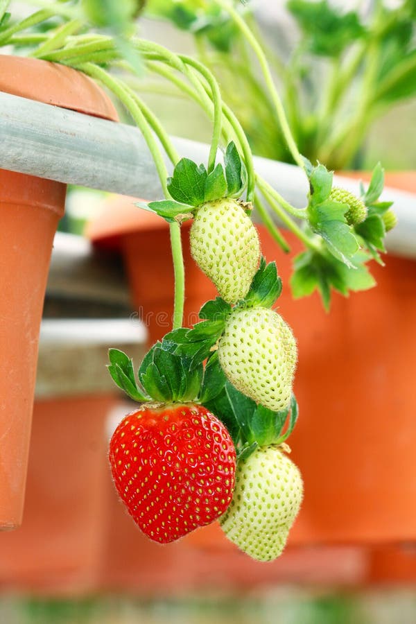 Fragole Che Pendono Dalla Pianta Di Fragola Immagine Stock - Immagine ...