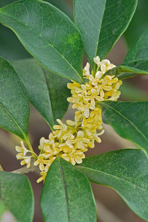 Fragrans Varietà Di Osmanto Aurantiacus Fotografia Stock - Immagine di ...