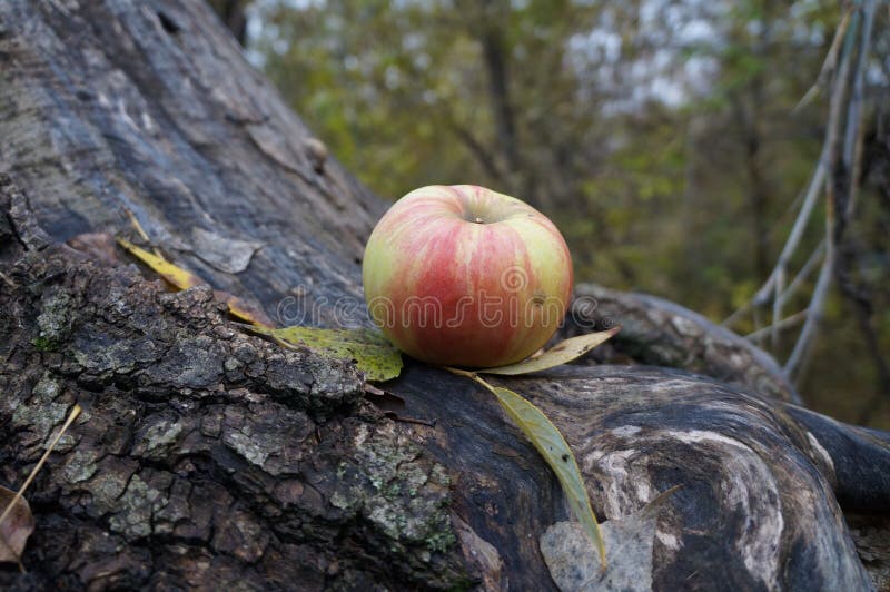 Fragrant apple stock image. Image of fragrant, curious - 108398211