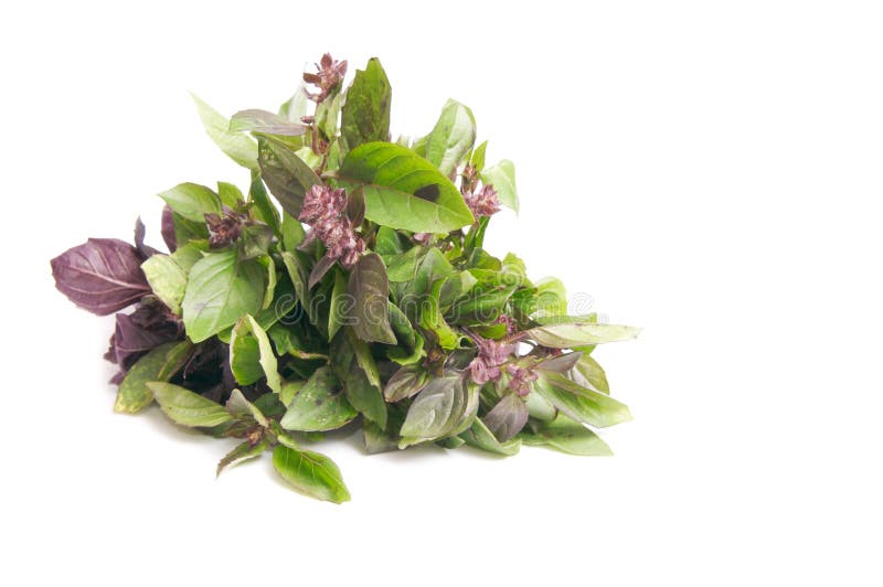 Fragrant basil on a white. stock image. Image of tasty - 11811417