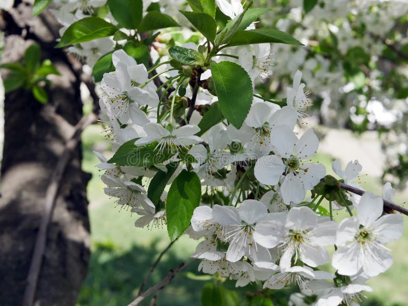 Fragrant Blooming Cherry Tree Flowers in Spring Stock Image - Image of ...