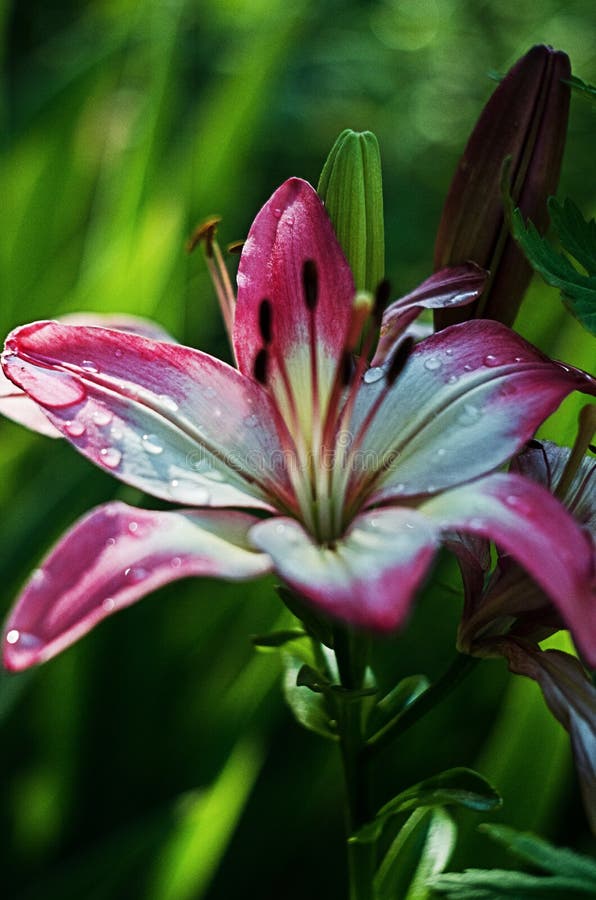 A Fragrant Bouquet of Lily Flowers for a Gift or Storage Stock Image ...