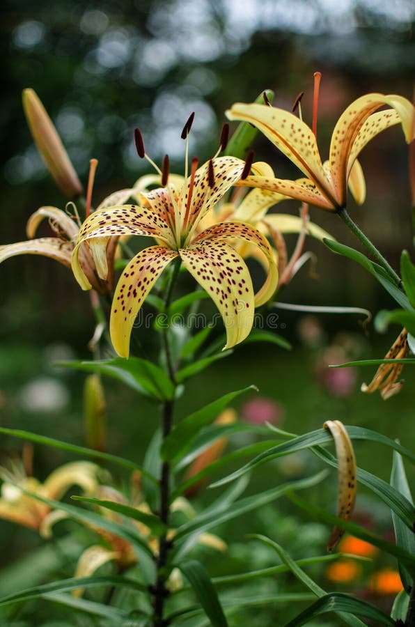 A Fragrant Bouquet of Lily Flowers for a Gift or Storage Stock Image ...