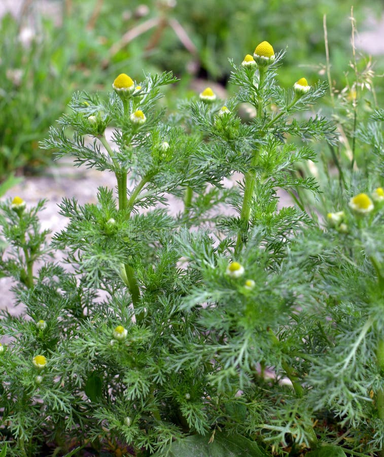 Fragrant Chamomile Matricaria Discoidea Grows in Nature Stock Photo ...