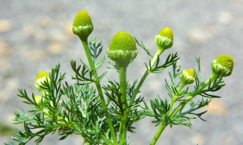 Fragrant Chamomile (Matricaria Discoidea) Grows in Nature Stock Photo ...