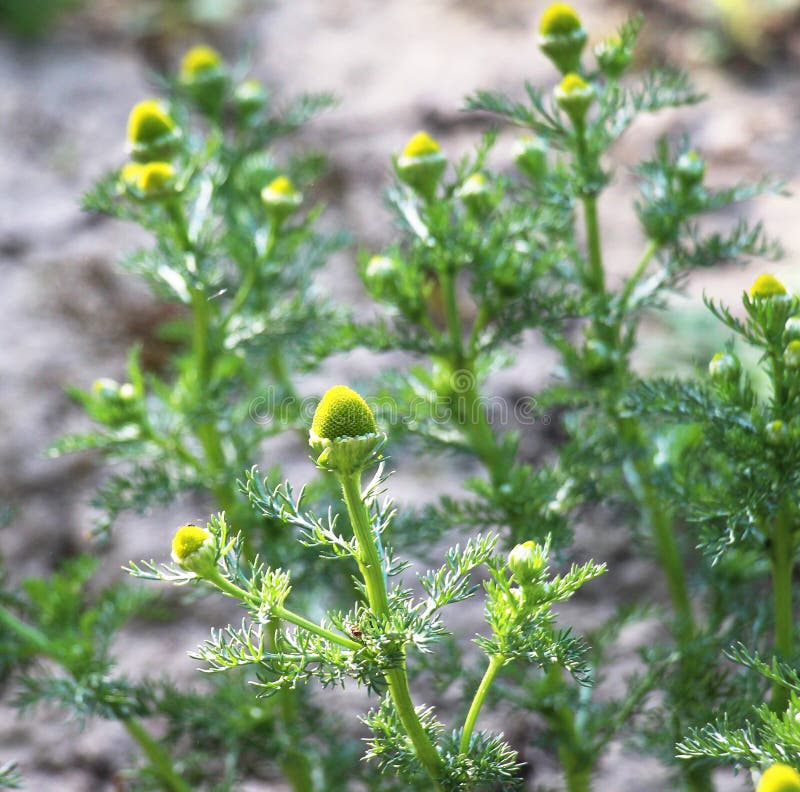 Fragrant Chamomile (Matricaria Discoidea) Grows in Nature Stock Photo ...