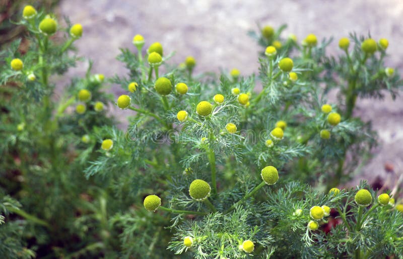 Fragrant Chamomile (Matricaria Discoidea) Grows in Nature Stock Image ...