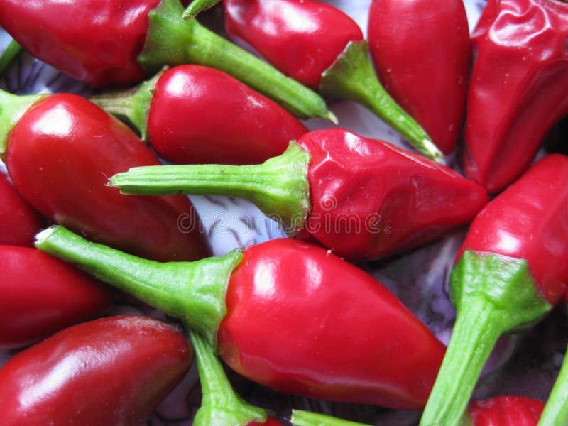 Fragrant chili pepper stock image. Image of postcard - 57279735