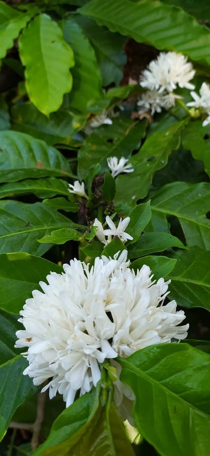 Fragrant Coffee Plant Flowers Stock Photo - Image of flowers, coffee ...