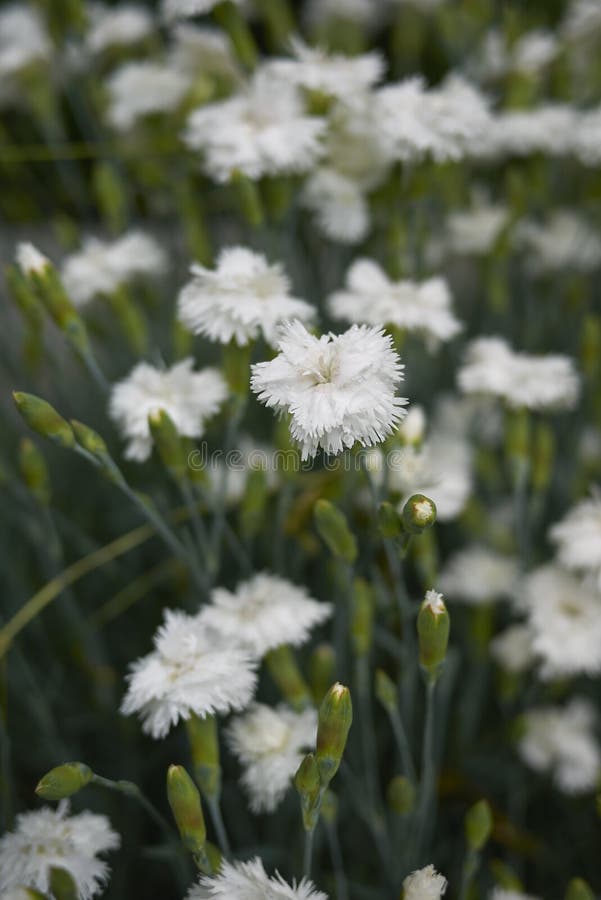 White Flowers of Dianthus Plants Stock Photo - Image of flower ...