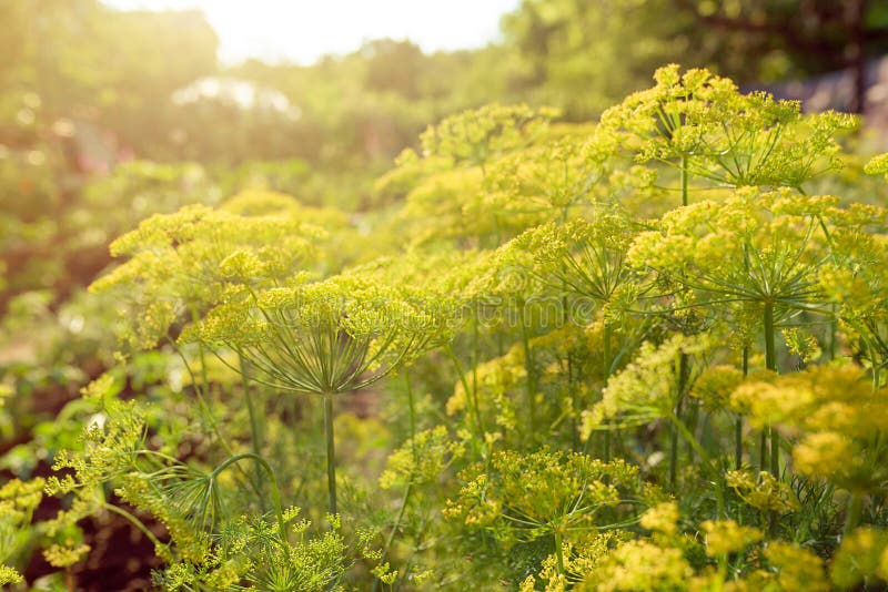 Fragrant Dill Grows in the Garden in the Setting Sun Stock Photo ...