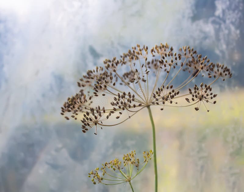 Fragrant Dill Plant on the Garden in the Garden Stock Image - Image of ...