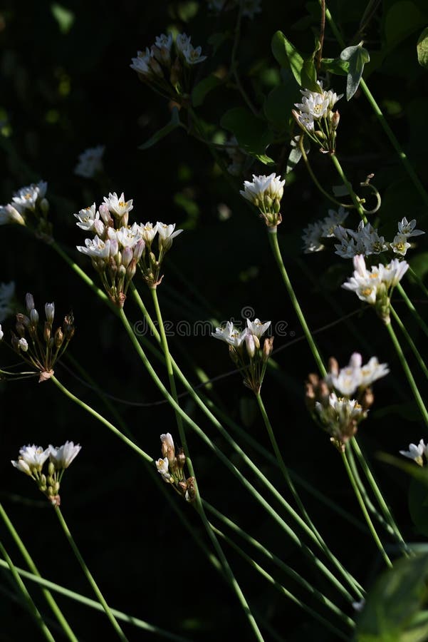 False Garlic stock image. Image of meadows, flowers, bright - 89225019