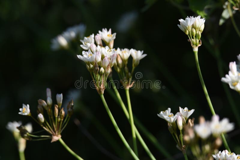 False Garlic stock image. Image of meadows, flowers, bright - 89225019