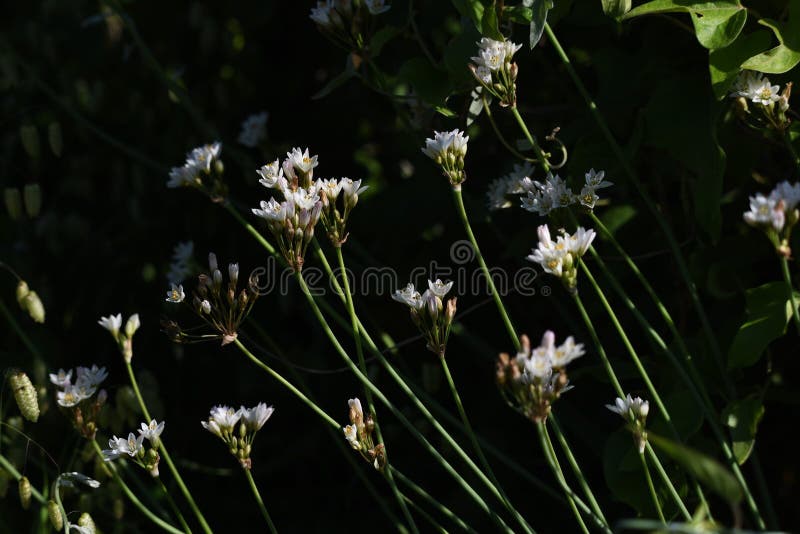False Garlic stock image. Image of meadows, flowers, bright - 89225019