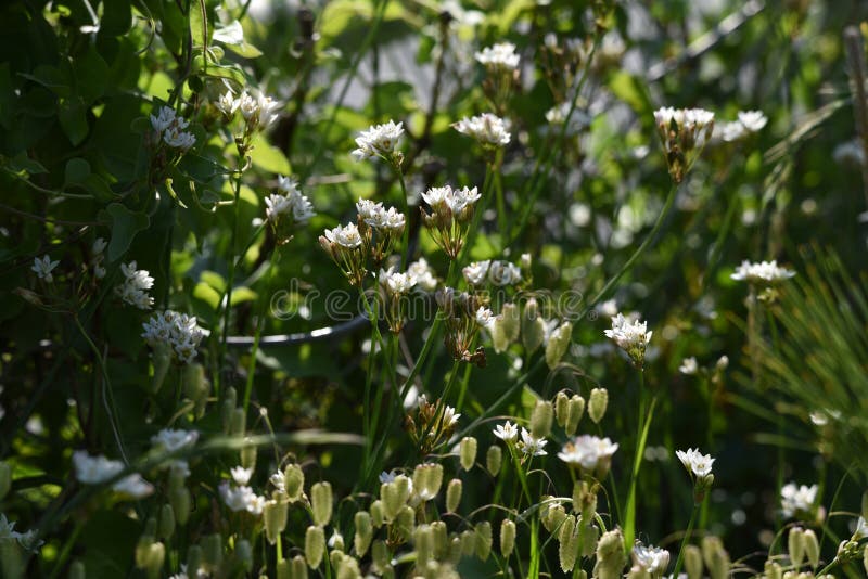 False Garlic stock image. Image of meadows, flowers, bright - 89225019