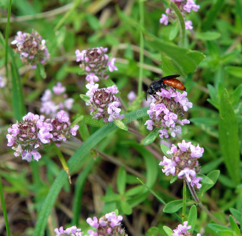 Fragrant Flowers Attract Insects Stock Image - Image of aroma, spring ...