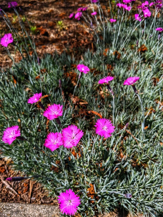 Purple Blooms after the Rain Stock Image - Image of blooms, gardening ...