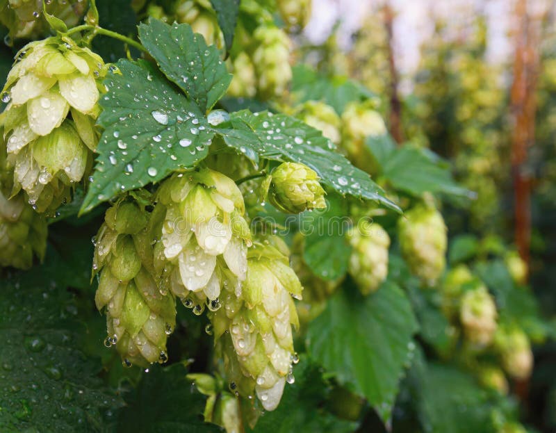 Hop Flowers Fragrant, Rain-drenched after Summer.. Generated with AI ...