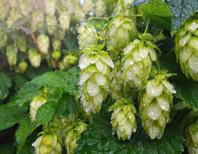 Hop Flowers Covered with Small Droplets after Summer Rain. Generated ...