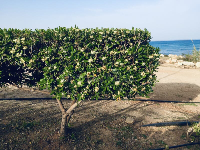 Tree of Rectangular Shape on the Background of the Sea Stock Photo ...