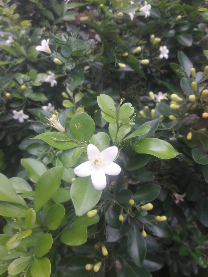 The Fragrant Kemuning Flower Stock Photo - Image of fragrant, kemuning ...