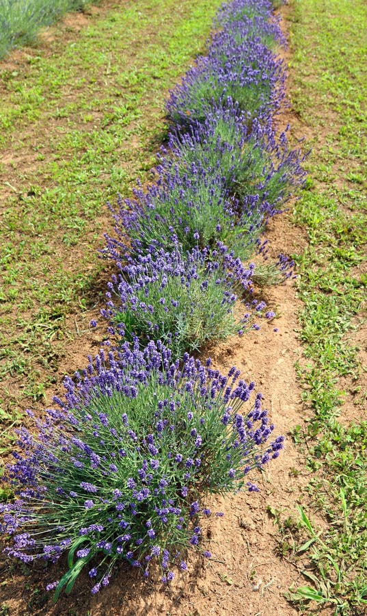 Fragrant Lavender Field with Blooming Lavender Flowers in Summer Stock ...