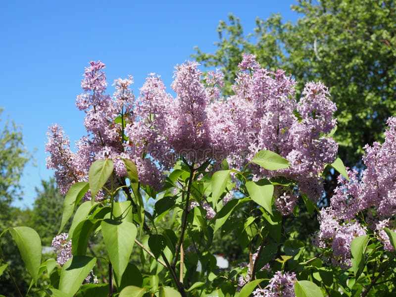 Fragrant Lilac Bush in the Spring Garden Stock Image - Image of leaf ...