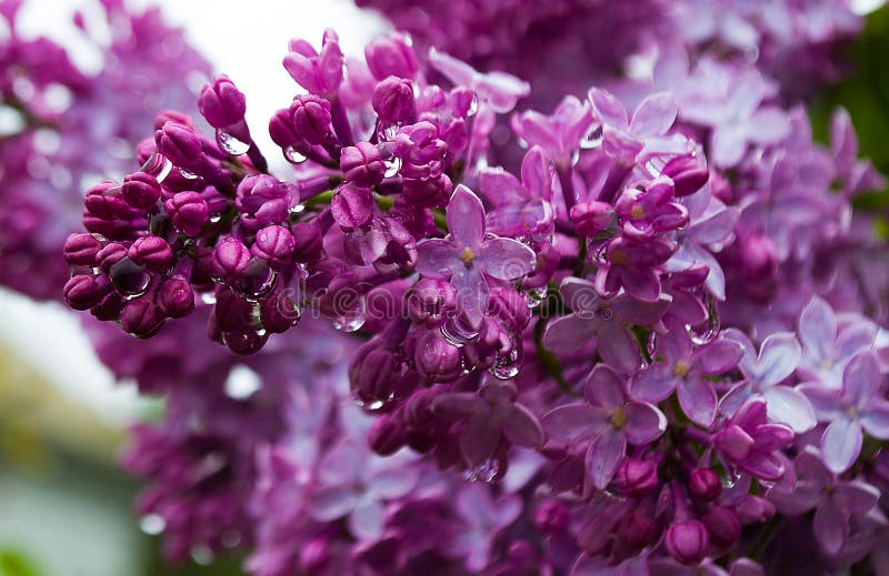 Fragrant Lilac Flowers Bloom in Spring Stock Photo - Image of gift ...