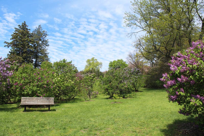 Bench with a View of the Lilacs in Highland Park, Rochester, New York ...