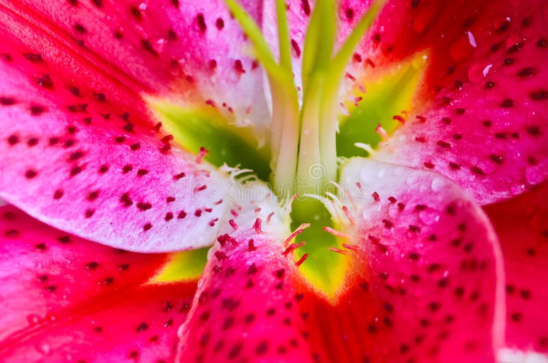 Fragrant lilies close up stock photo. Image of plant - 29022748