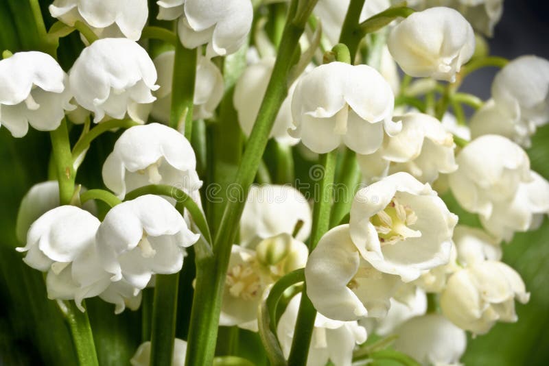 Fragrant Lilies of the Valley on a Background of Green Leaves. Macro ...