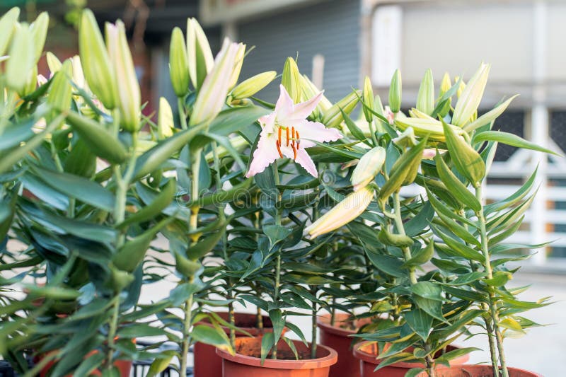 Fragrant lily stock image. Image of plant, petal, pool - 71565731
