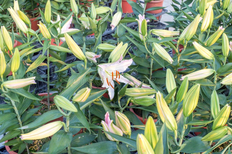 Fragrant Lily(Oriental Hybrids) Stock Image - Image of elegant, blossom ...