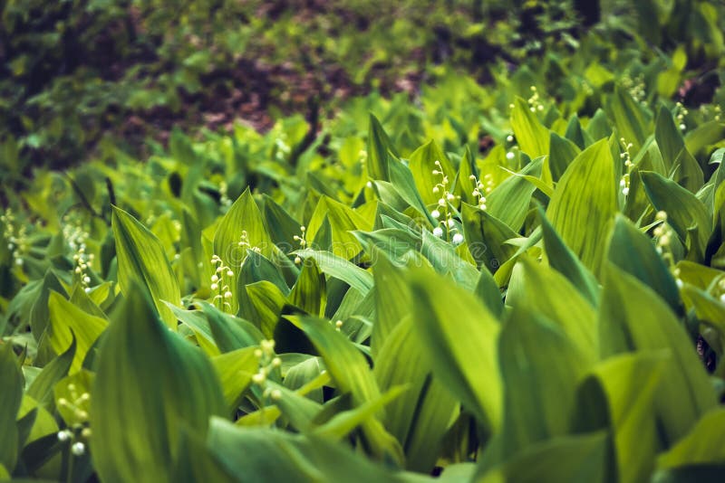 Fragrant Lily of the Valley Flower Bells Stock Photo - Image of lily ...