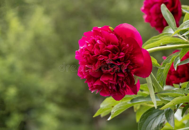 Fragrant and Lovely Deep Red Peonies Stock Photo - Image of valentine ...