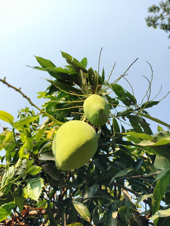 A Fragrant Mango Tree that is Already Bearing Fruit Stock Image - Image ...