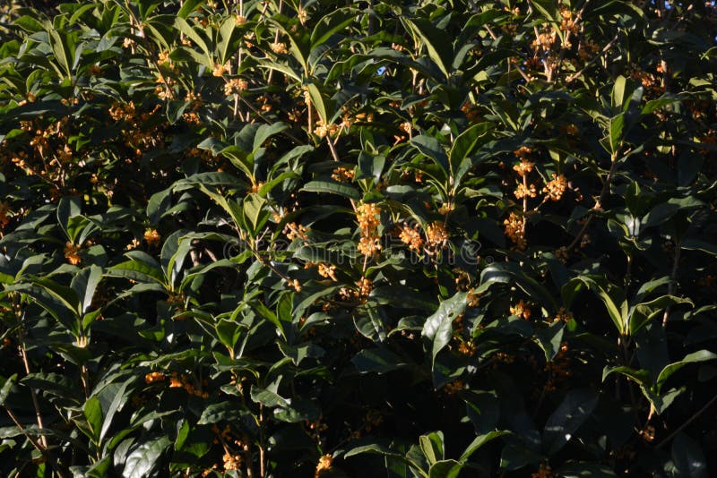 Fragrant olive stock image. Image of kanagawa, middle - 127380199