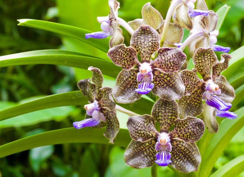 Fragrant orchid stock photo. Image of palmer, gardens - 4670084